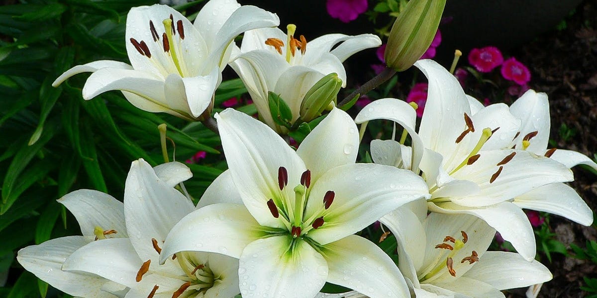 WHEN IS A LILY NOT A LILY? - by Joe Seals