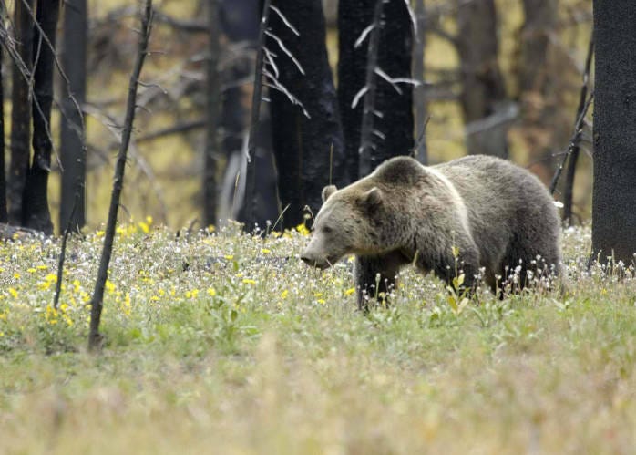 Yellowstone Grizzly Range Contracts by 4%, While North ‘Continental ...