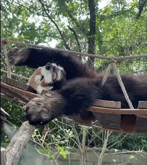 Relaxed Red Panda - by Martini Glambassador