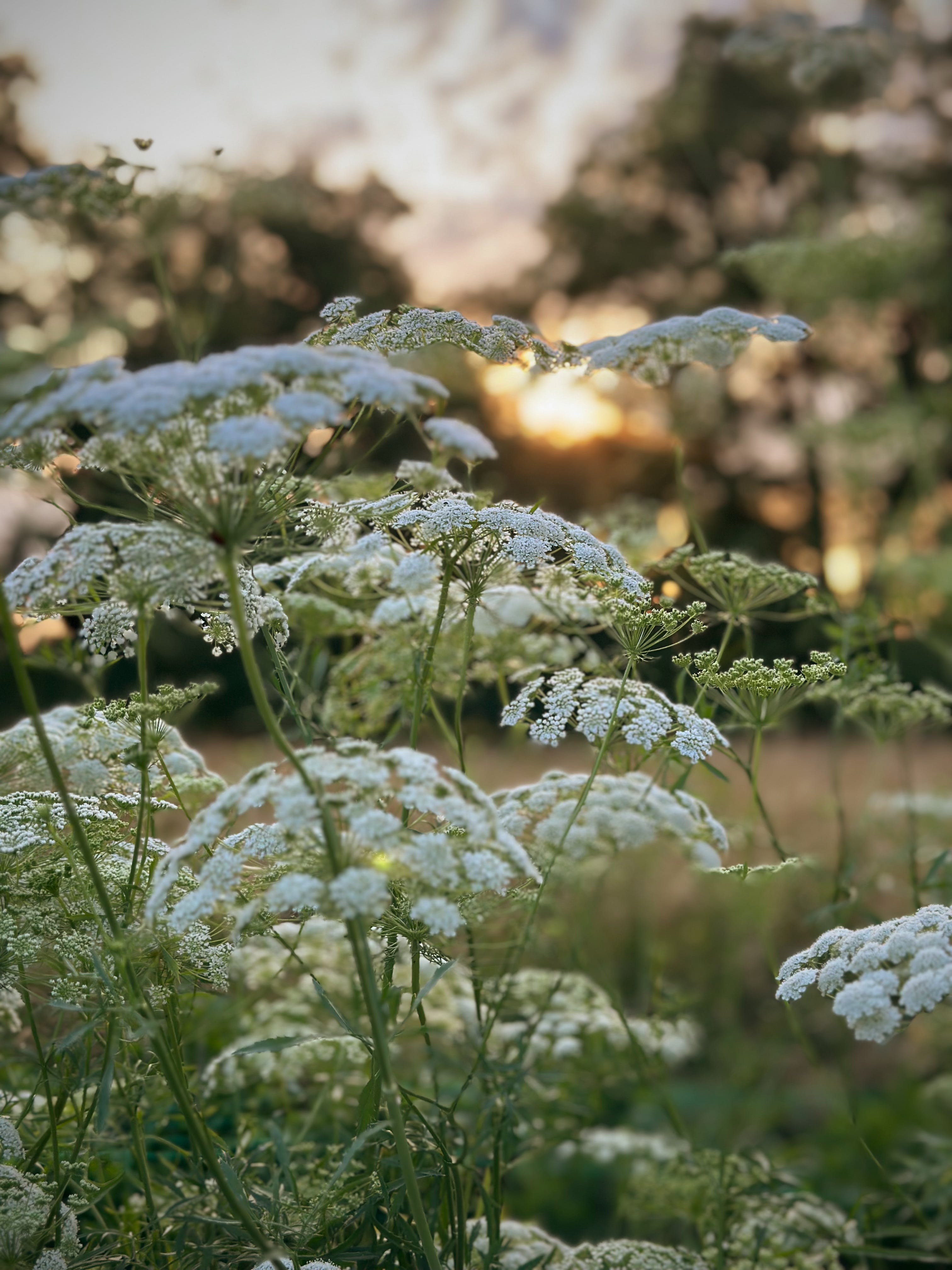 Pink, porridgy grey and shimmering heat – audio version