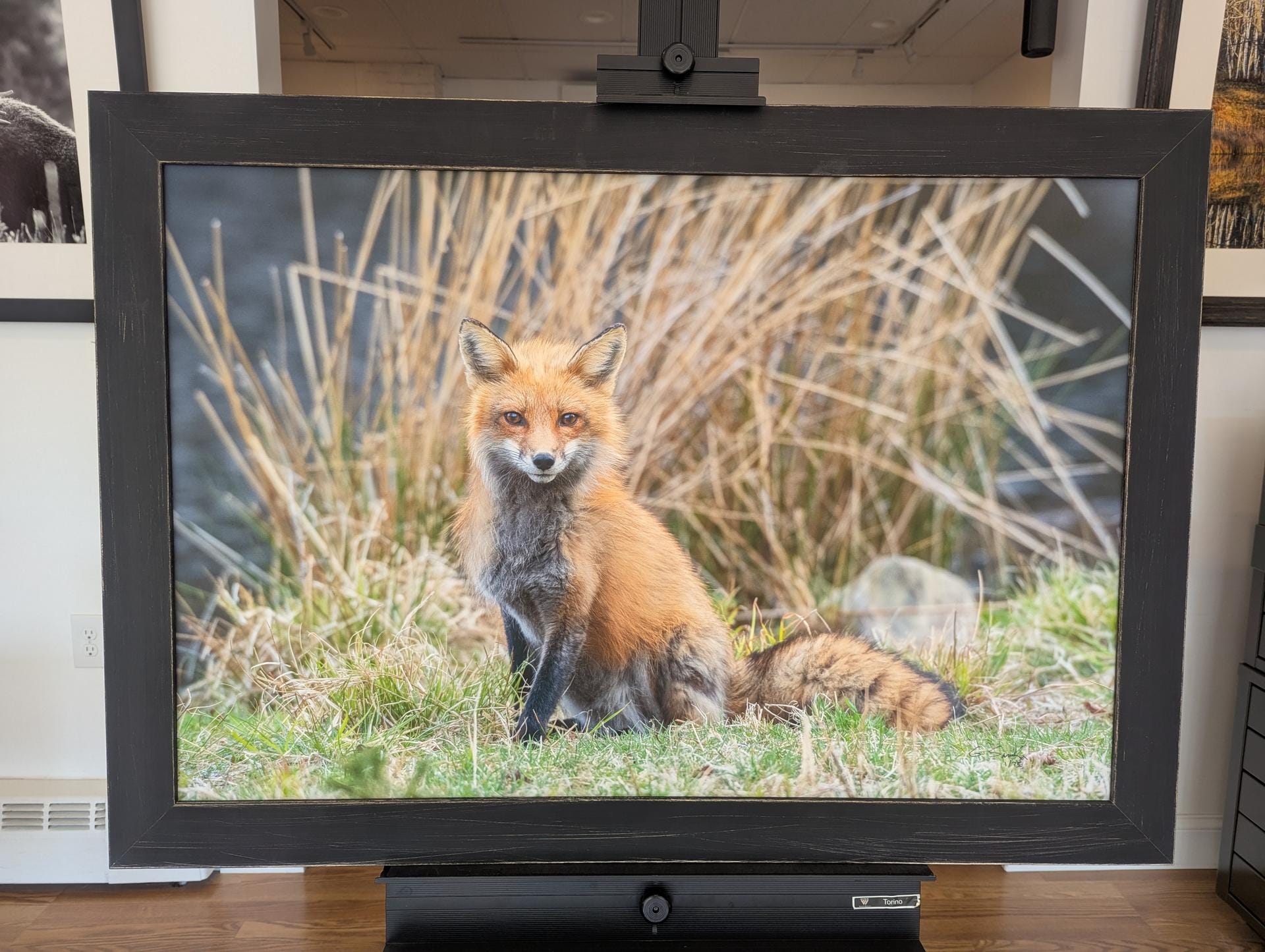 Ruby the Fox Has Died - by Carrie Jones - Bar Harbor Story