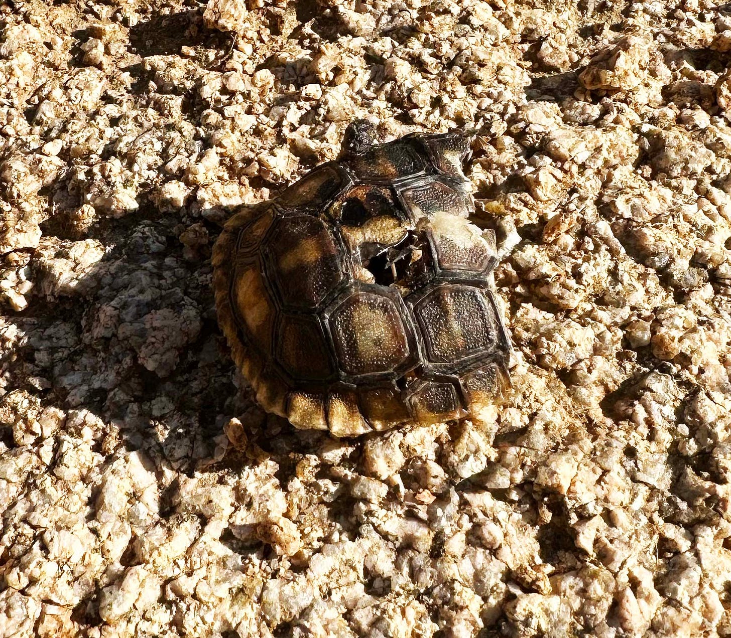 The Desert Tortoise’s New Endangered Status