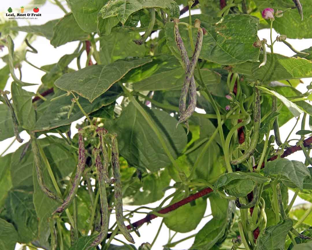 growing beans tooting