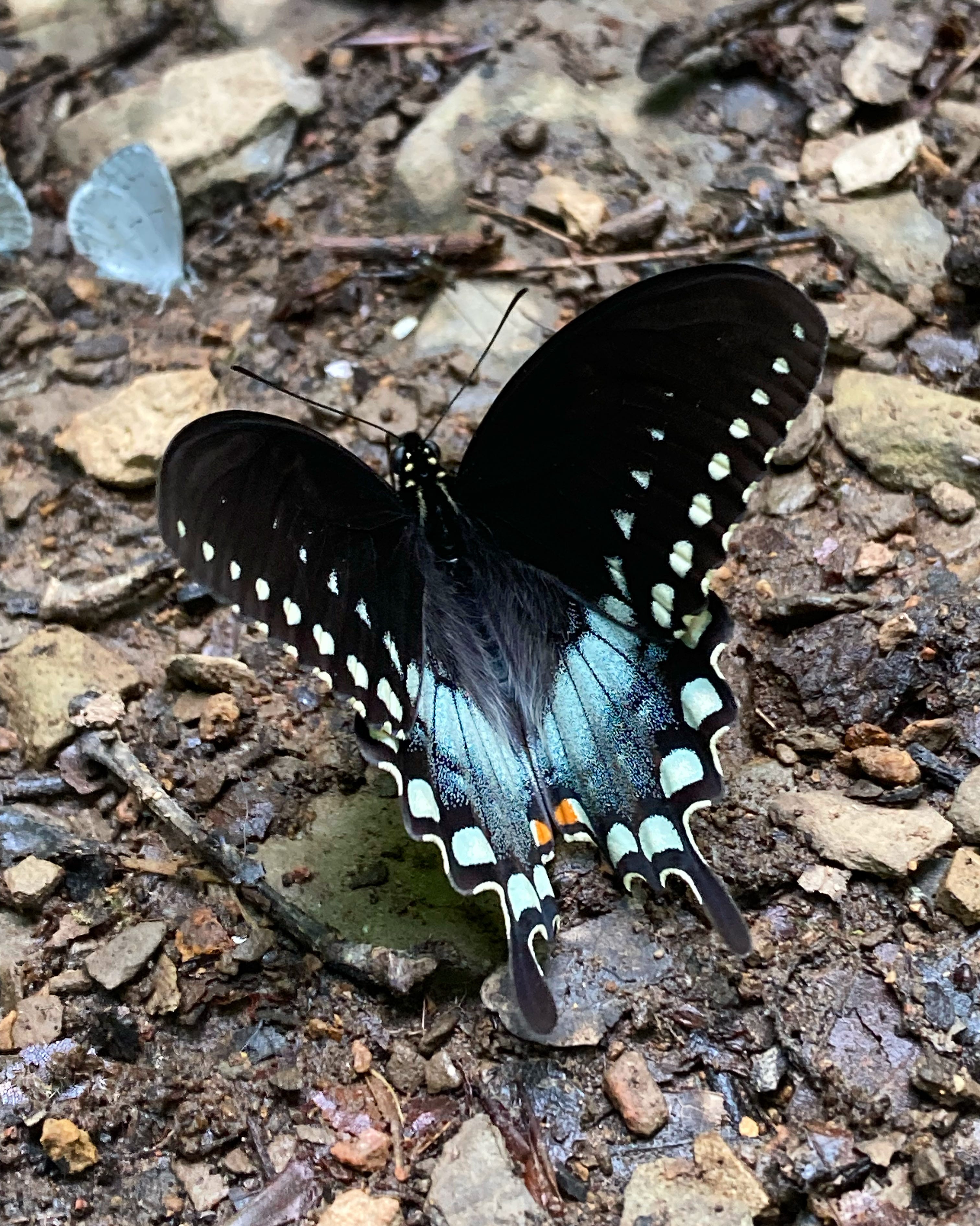 Waiting for Dry Wings - by Helena Sorensen - Filaments