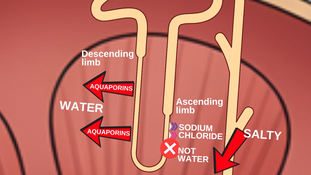 The Remarkable Story of Kidney Filtration: From Bowman's Discovery to ...