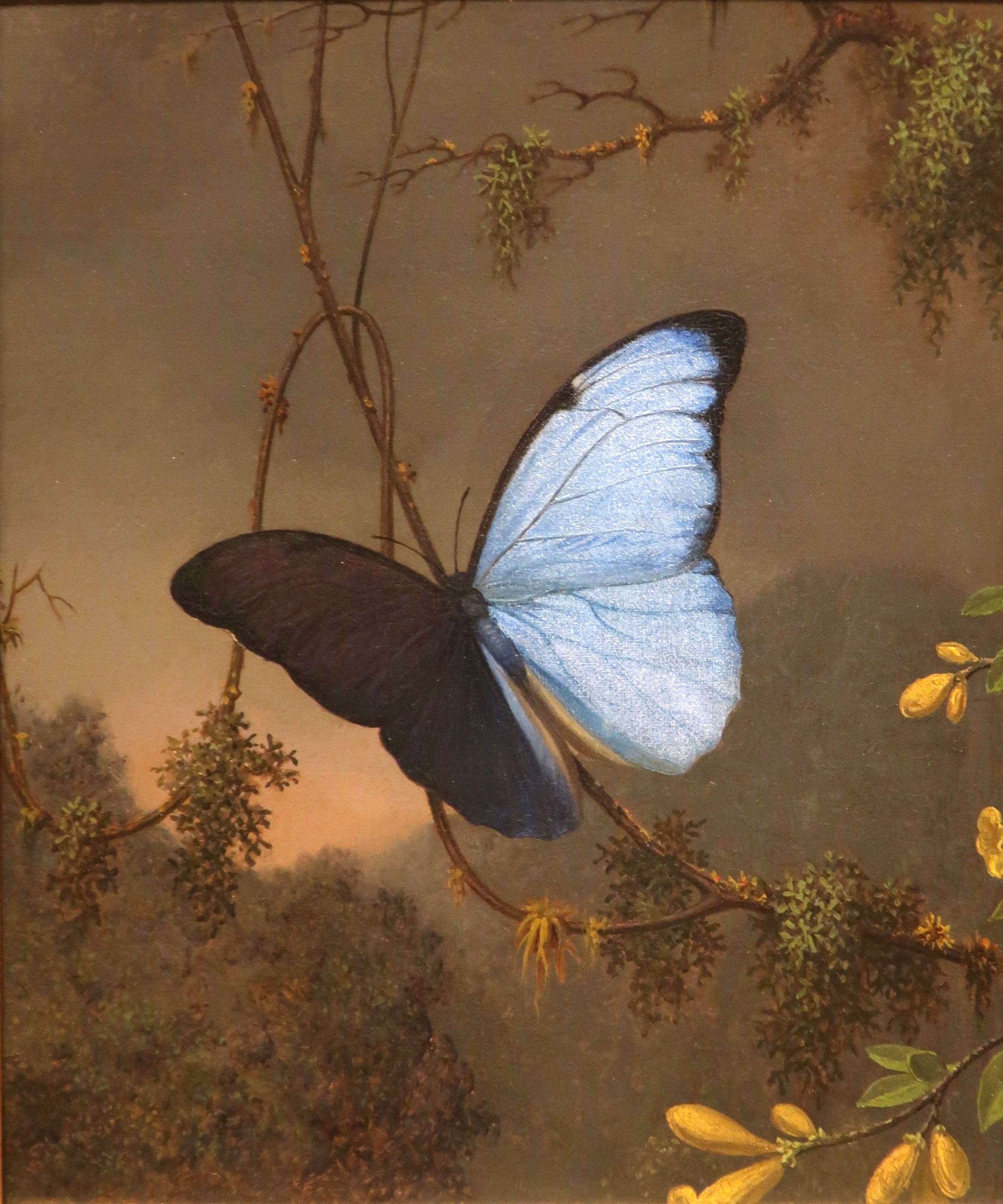 Blue morpho butterflies and the trans experience