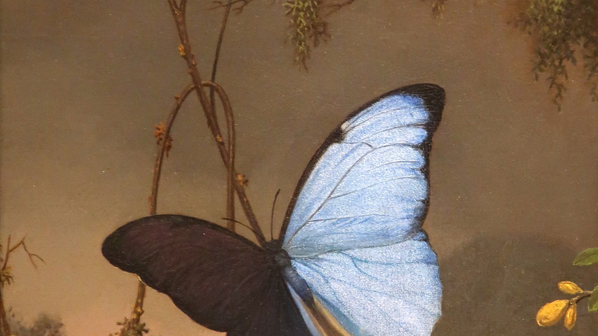 Blue morpho butterflies and the trans experience