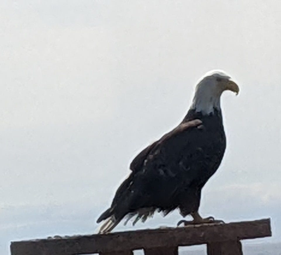 Jay Currie | Substack