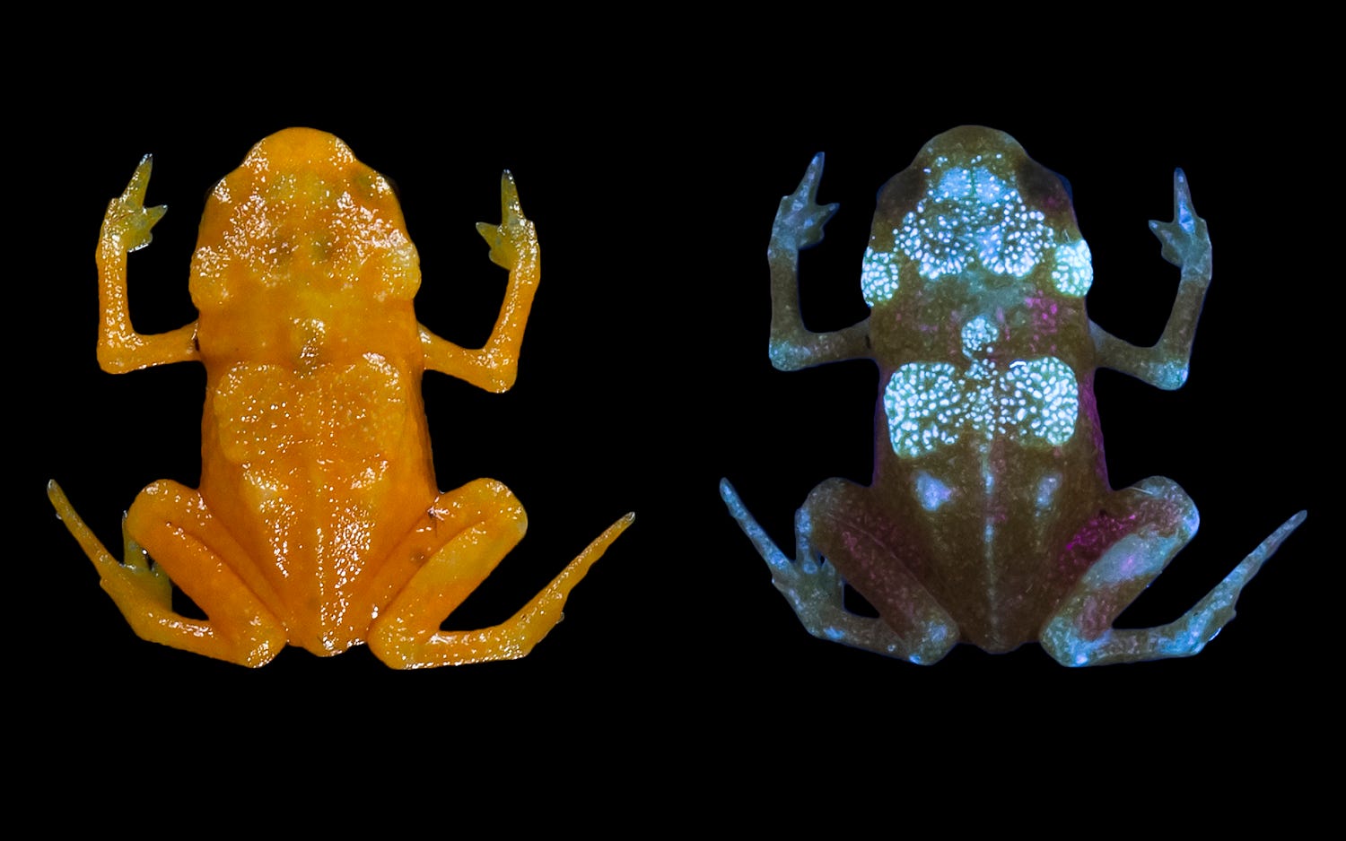 Part 5-Still Here / Almost Gone: Earth’s Species Ledger for 2025 ...