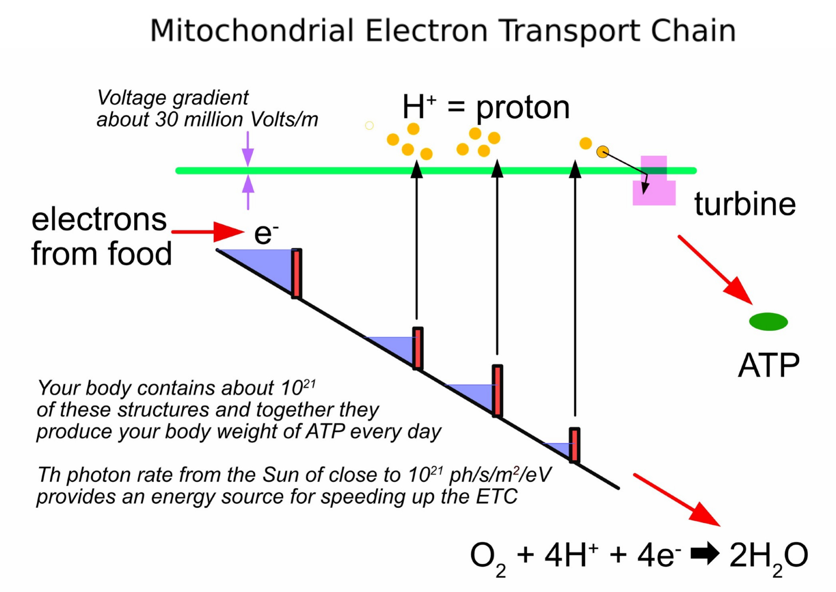 Do Humans Photosynthesise? - by Cameron Borg