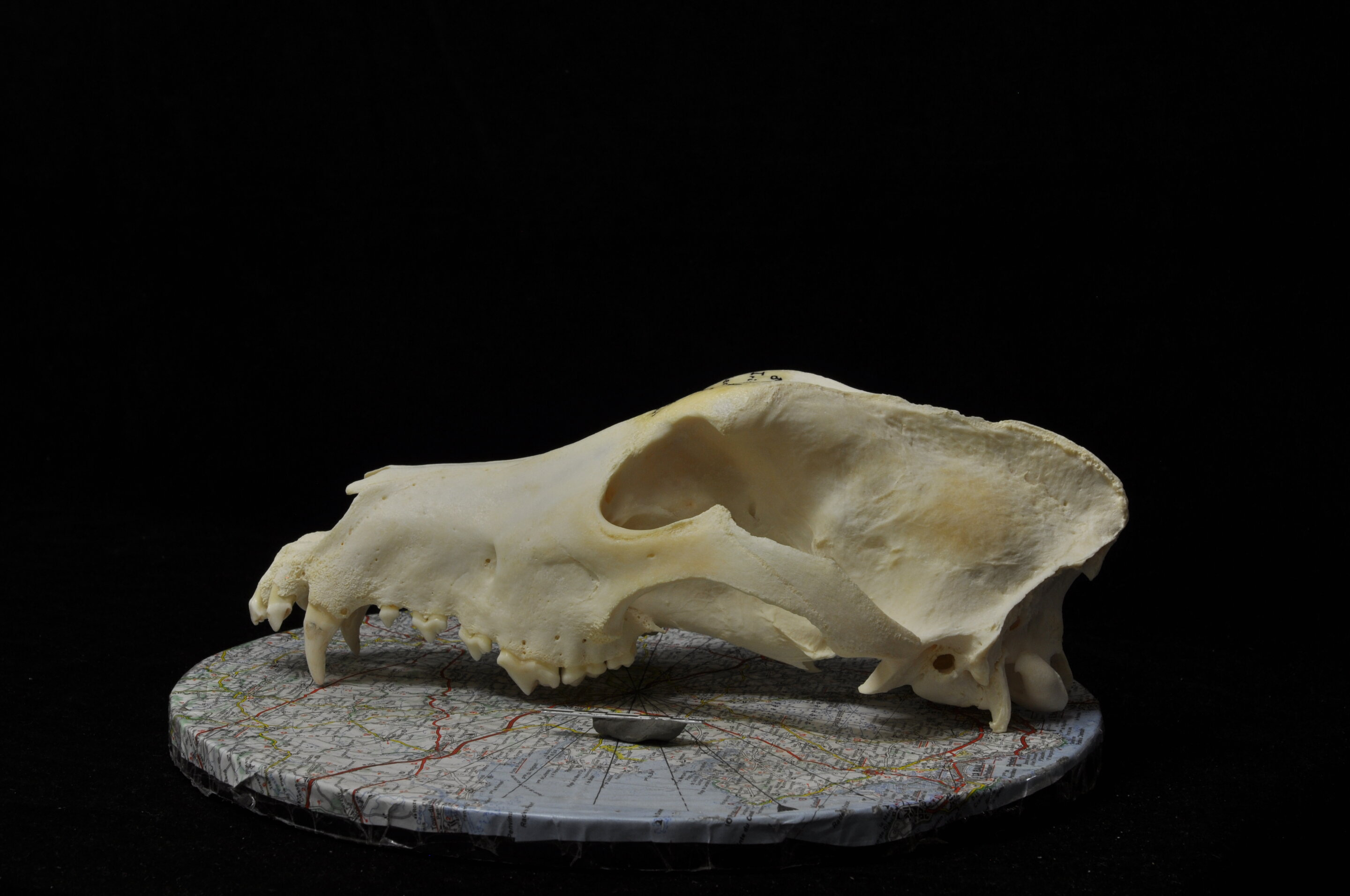 Shapes Of An Ancient Bond: How Dogs Became Dogs Long Before Breeders ...