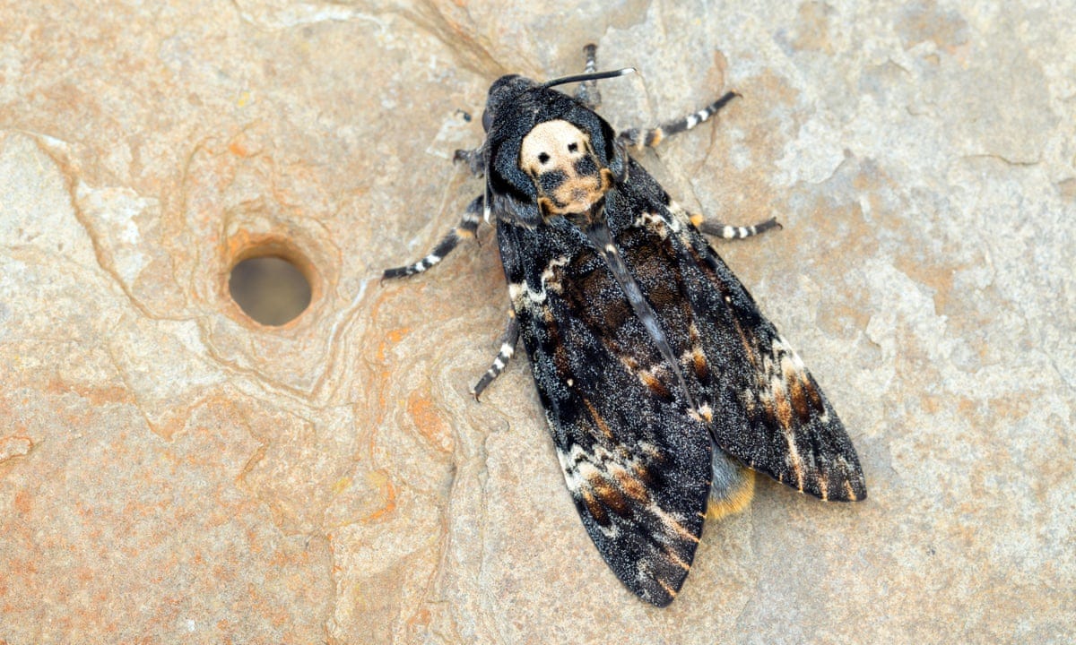 ISSUE #12: The Moths from 'The Silence of the Lambs' Are Real, and They ...