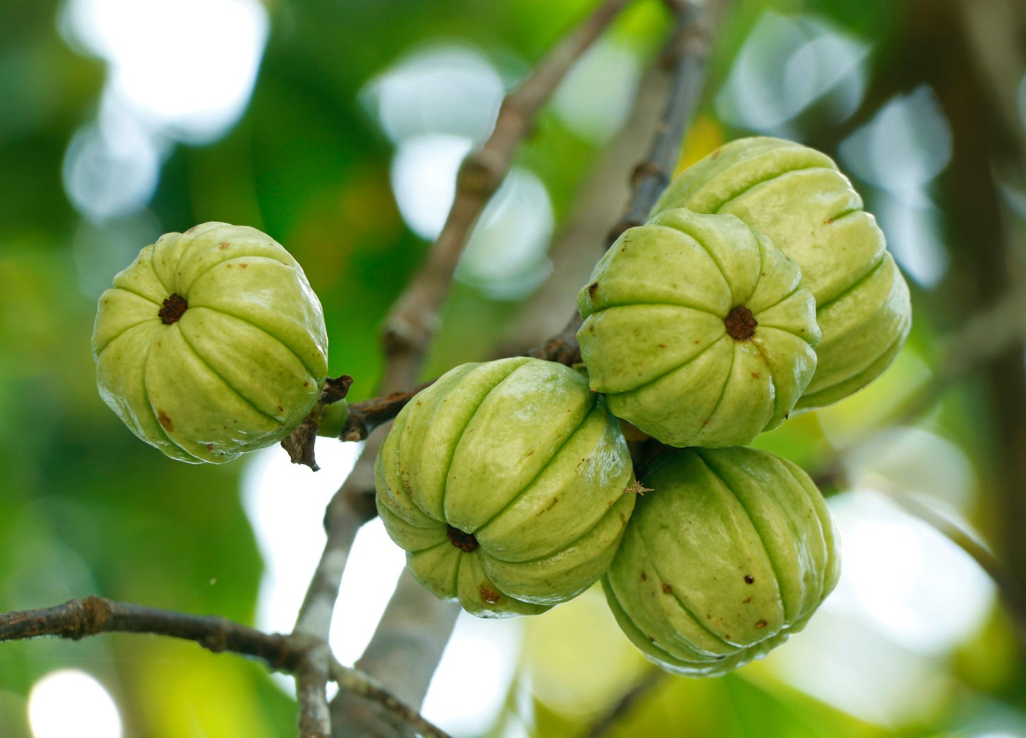 Malabar Tamarind, Kodampuli or Goraka Science Corner