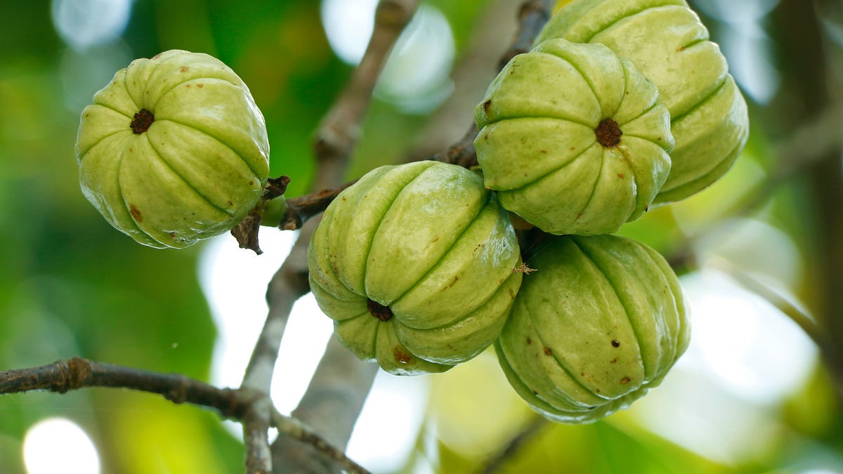 Malabar Tamarind, Kodampuli or Goraka Science Corner