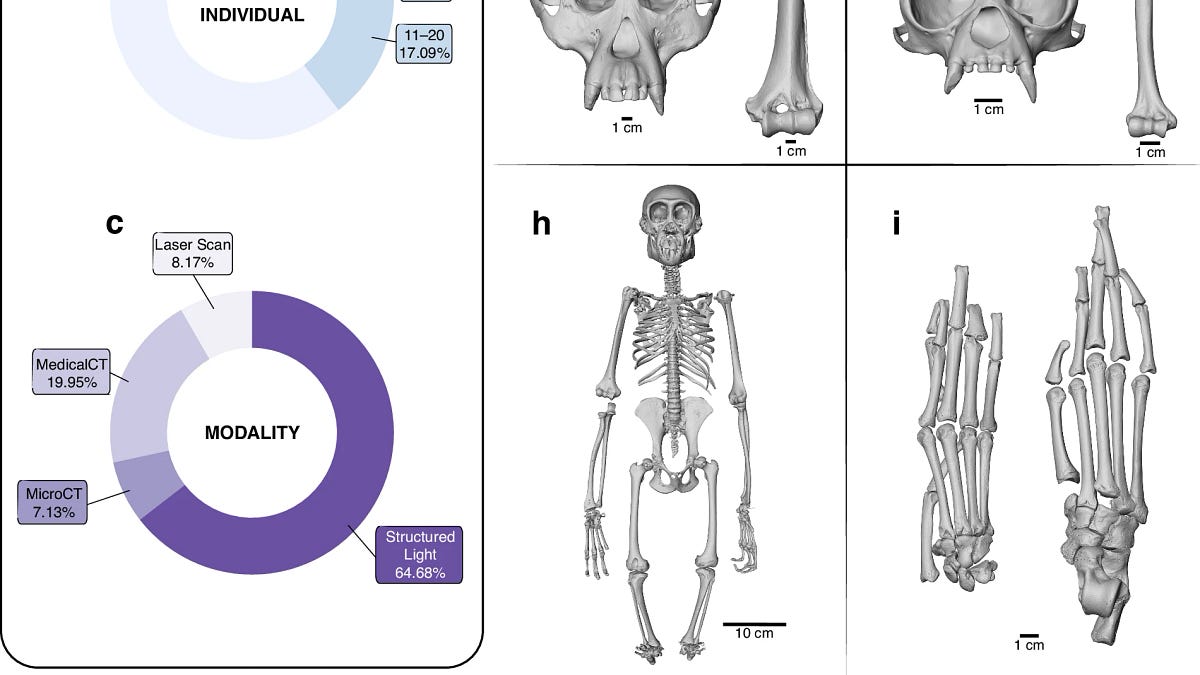 A New Dimension in Primate Studies: Unveiling the Morphosource Dataset