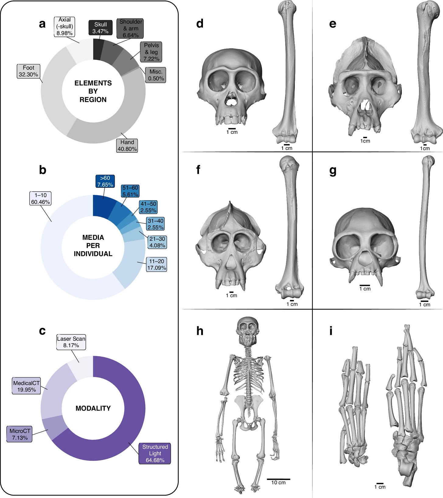 A New Dimension in Primate Studies: Unveiling the Morphosource Dataset