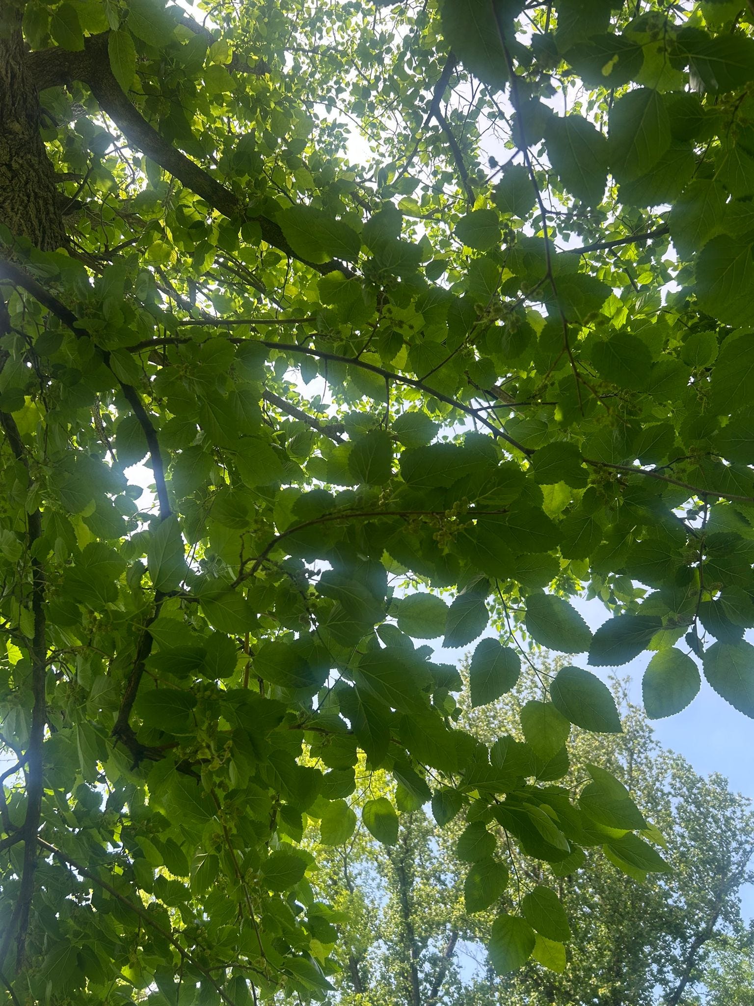 Komorebi O Sobre Cómo La Luz Del Sol Se Filtra Entre Las Hojas De Los