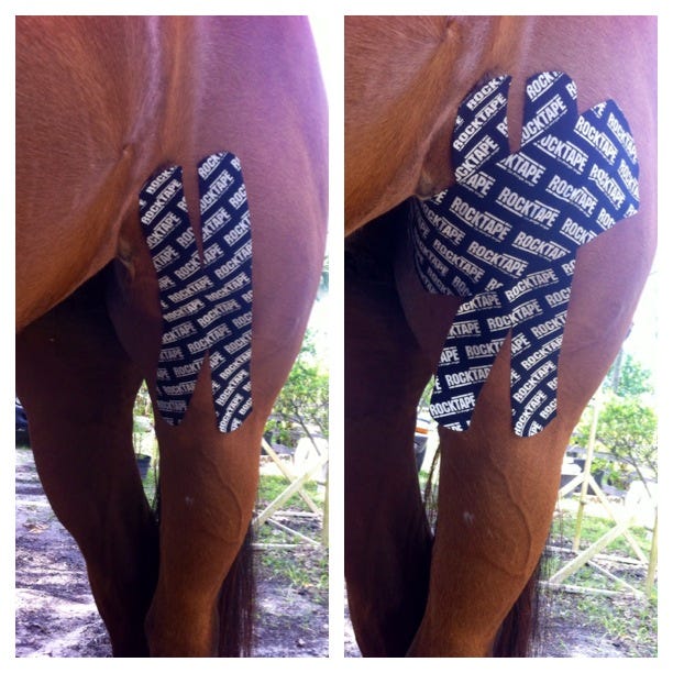 Unlocking the Stifle: A Holistic Approach to Stifle Dysfunction Using ...