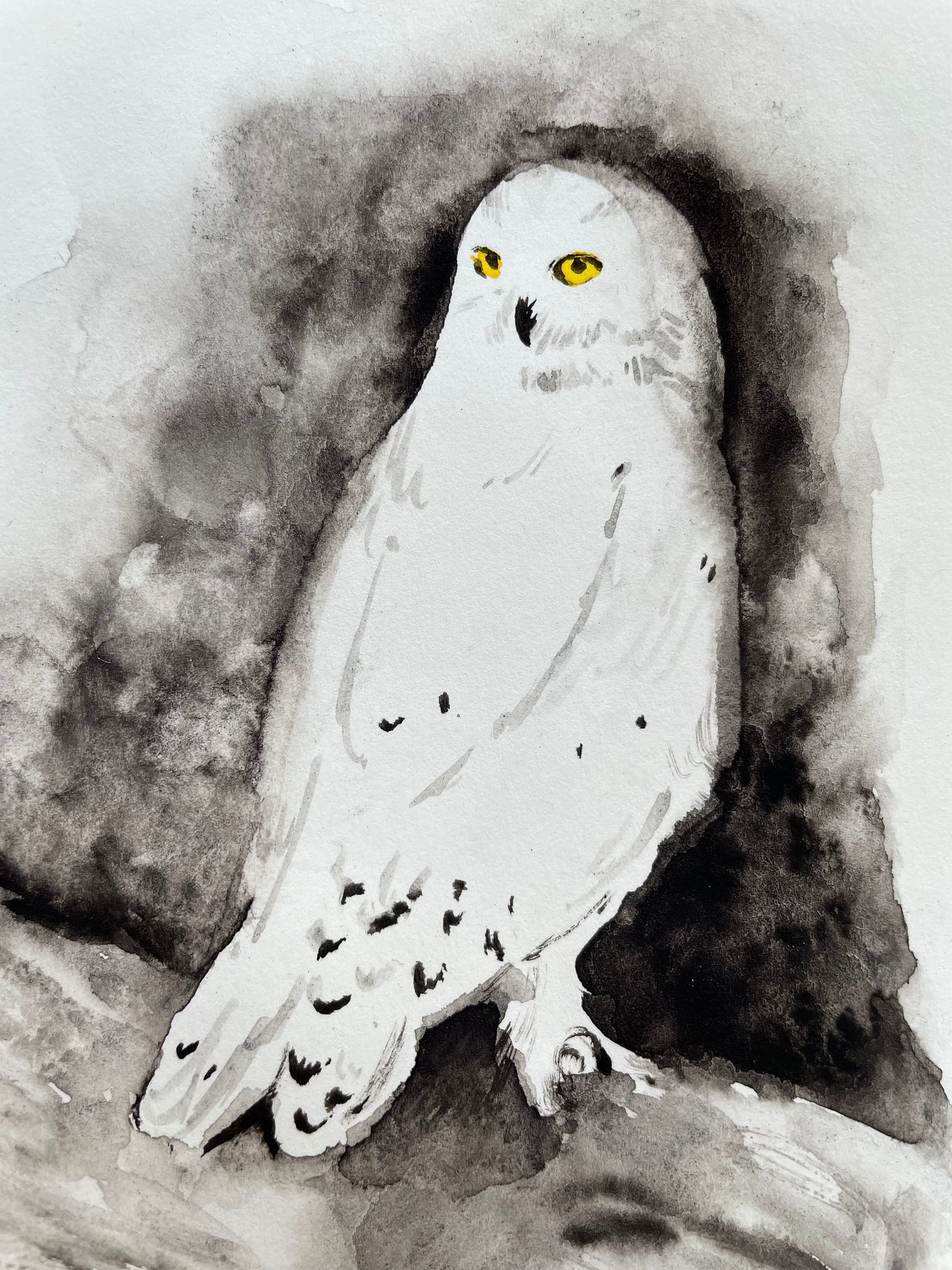 snowy owl drawing reference