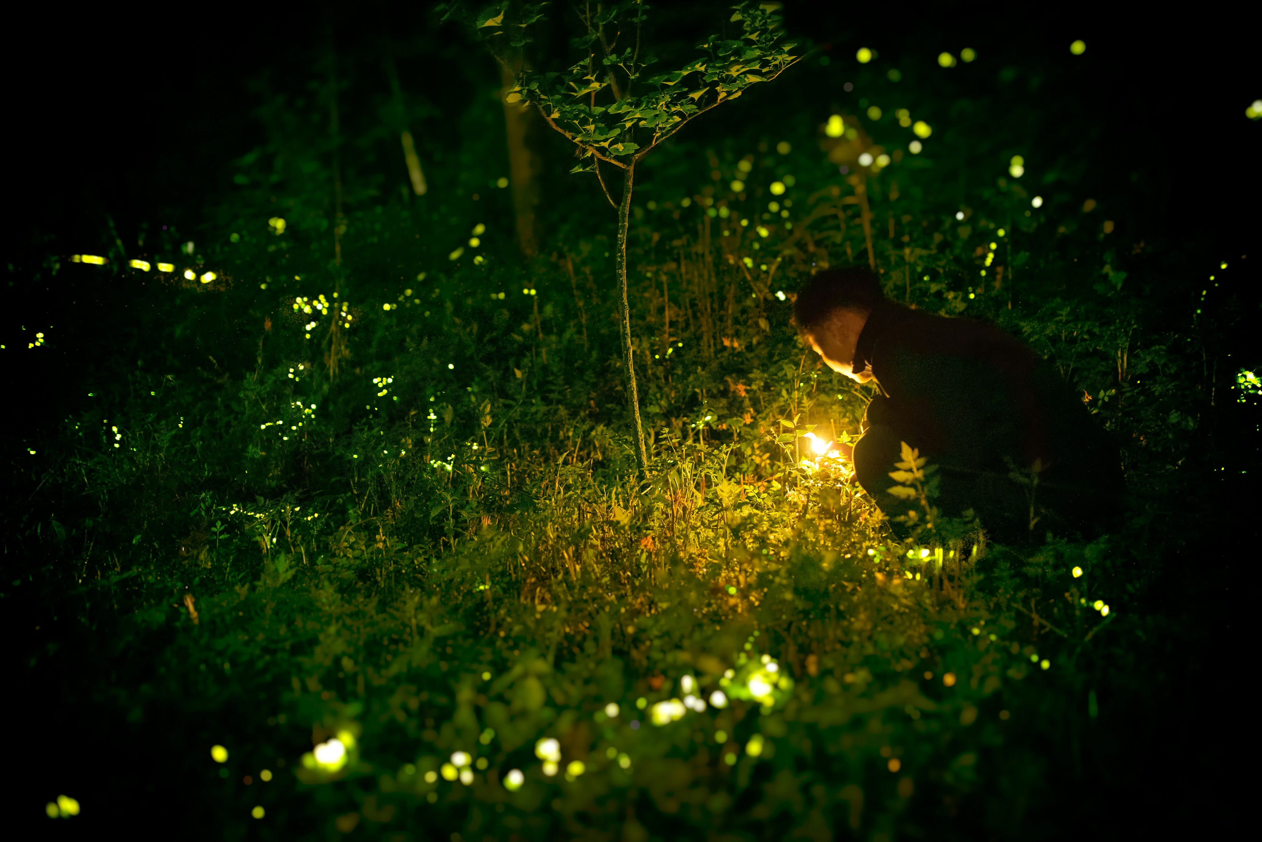 Fireflies - by Bending The Arc Magazine - Bending The Arc