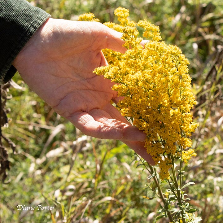 does goldenrod self seed
