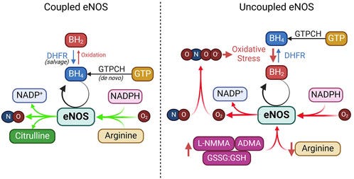 Grower to show-er protocol - Hans' Substack