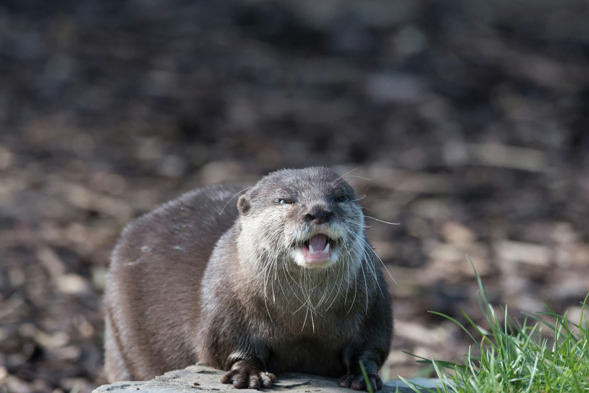 In Otter News (@inotternews): "Steve is very pleased with himself, and ...