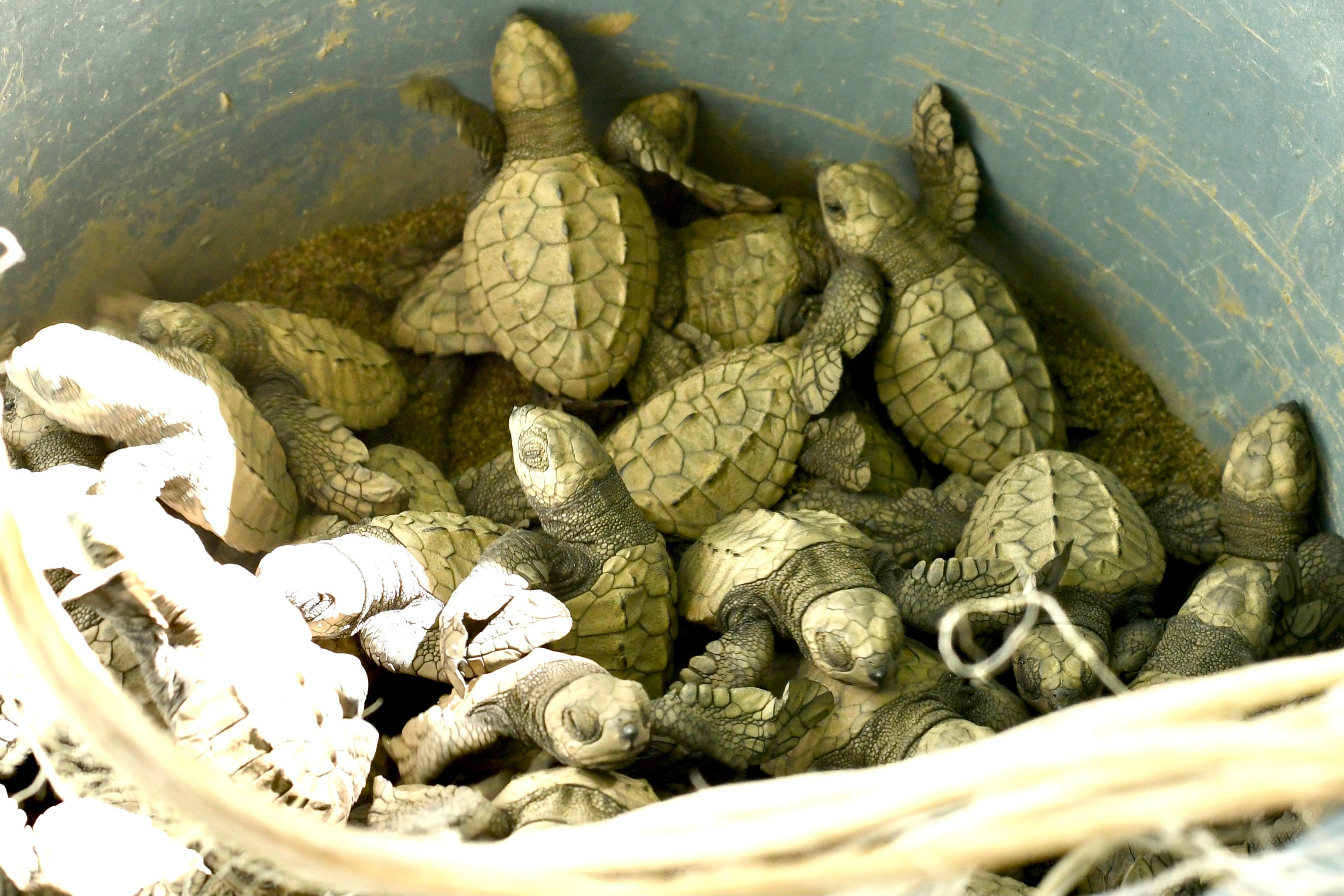 Baby sea turtle release in Costa Rica - by Marlo Leaman