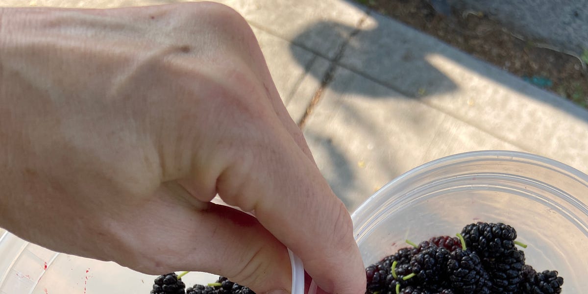 Kitchen Project #112: All about Mulberries