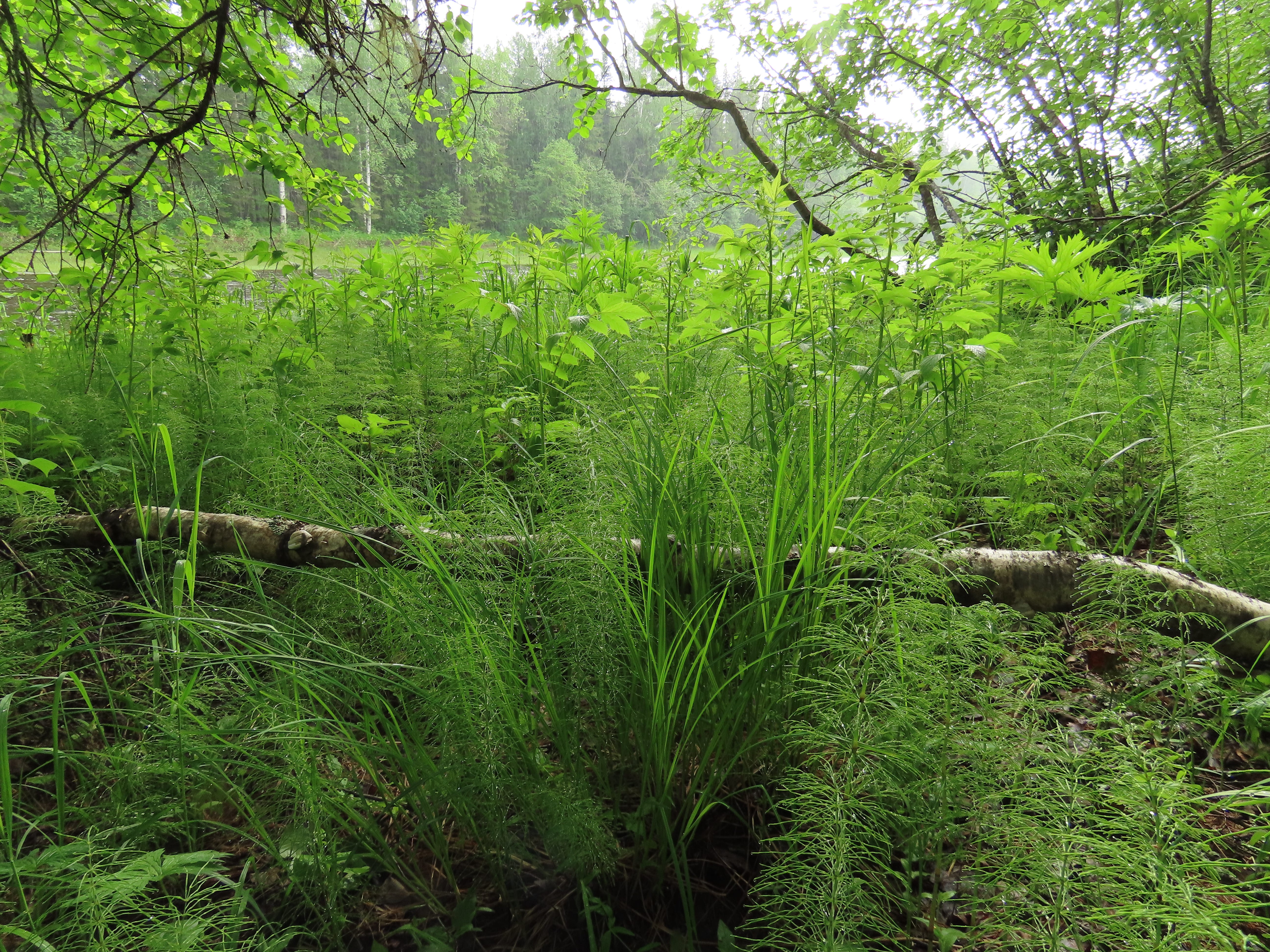 A New Year's Eve Post - by Anastassia Makarieva