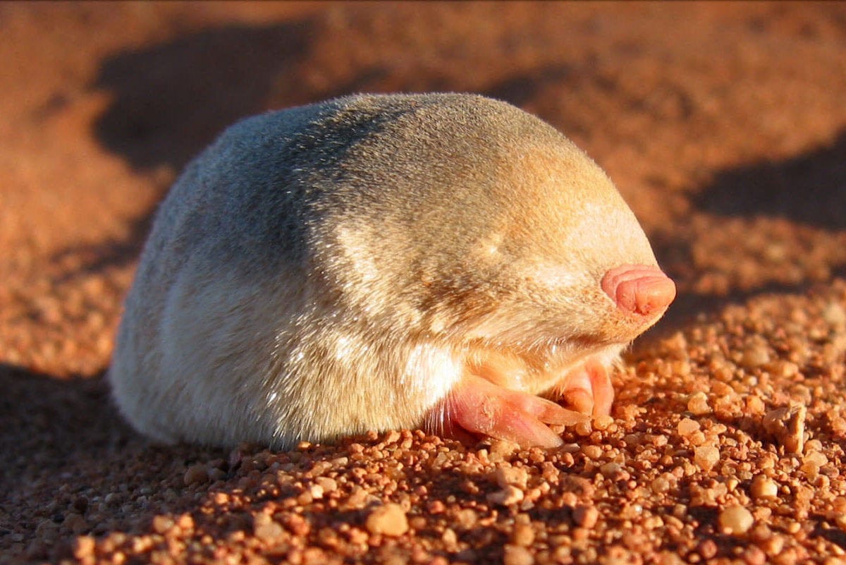 Part 4-Still Here / Almost Gone: Earth’s Species Ledger for 2025: Never ...