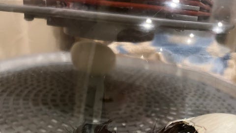 Growing The Flock Up | Natalie Sandoval | Substack