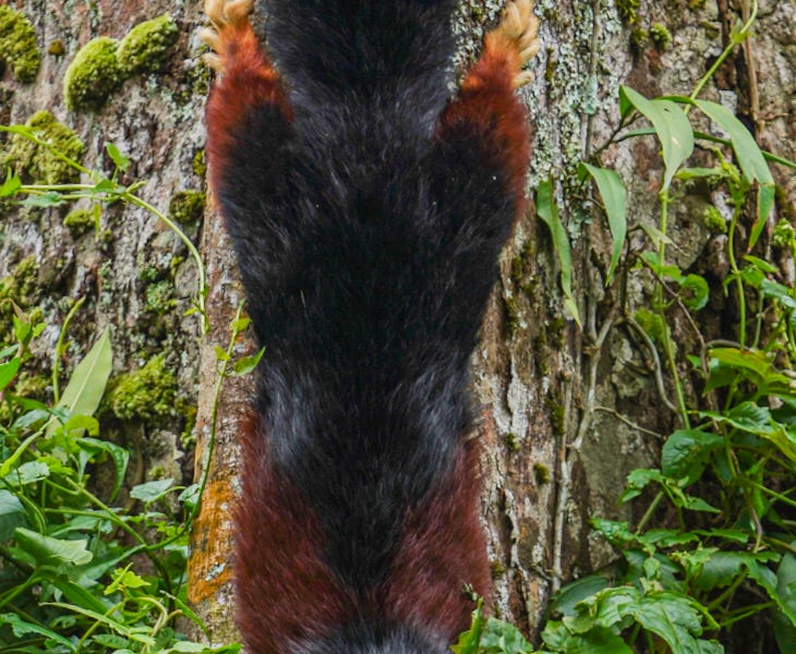 dangs giant squirrel