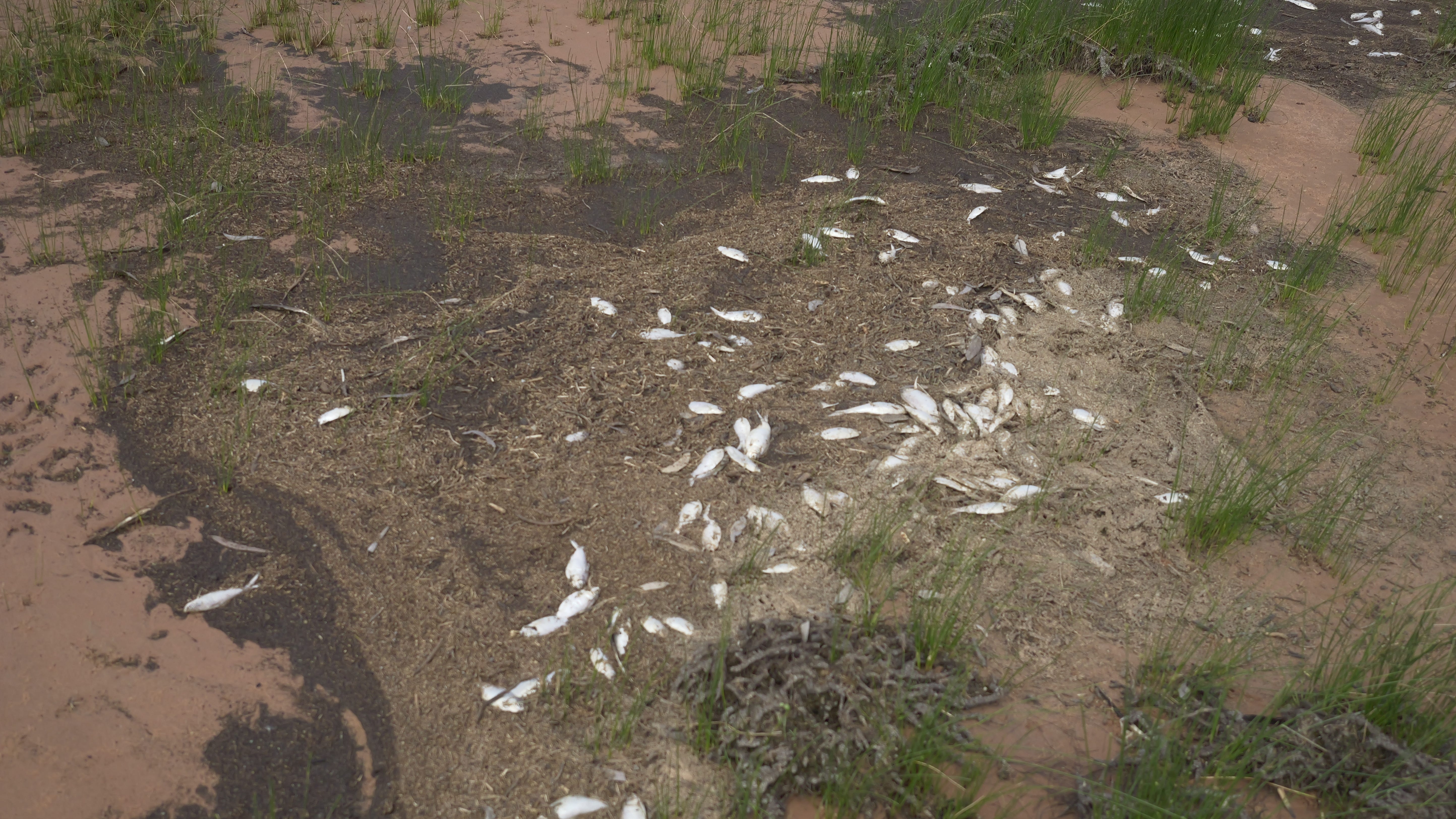 Another fish kill at Menindee Lakes after Unprecedented Heatwave ...