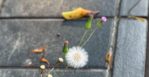 Đồng Tiền Bình Dị | Irene Ying | Substack