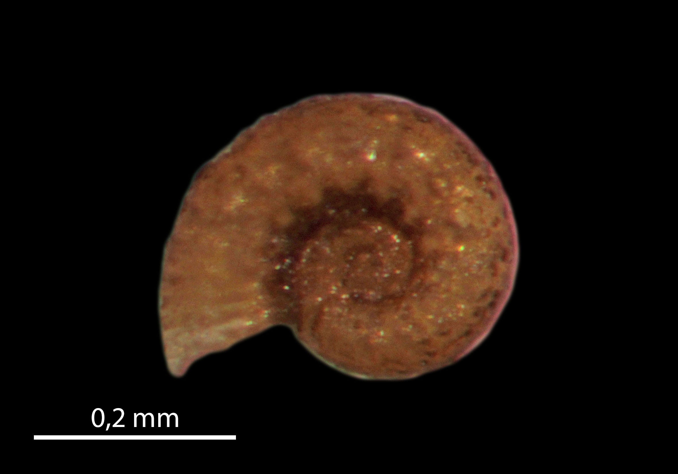 Angustopila psammion, el caracol terrestre más pequeño del mundo... por ...