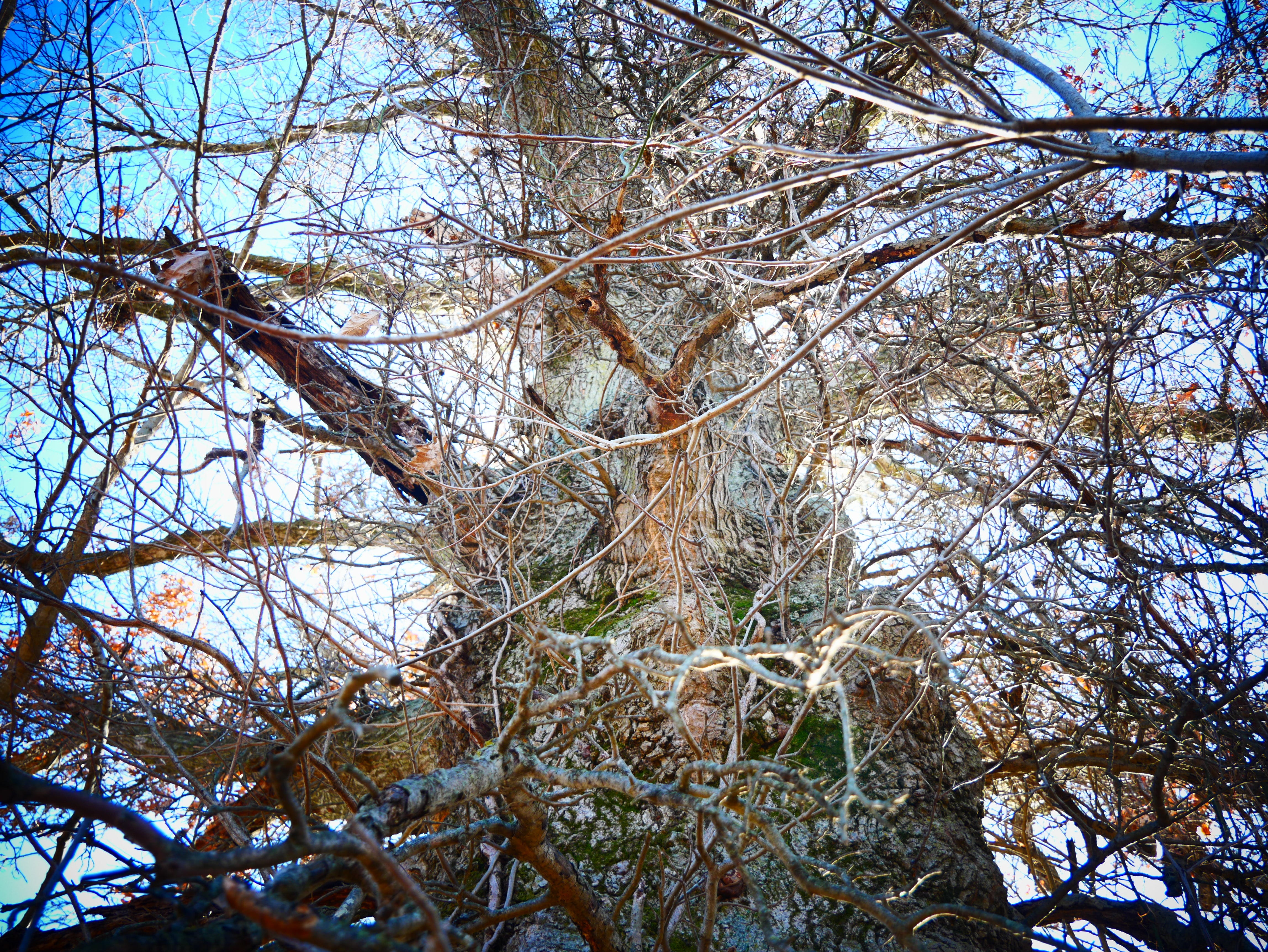 Pin Oak - by Benjamin Bramble - The Fox Holler Almanac