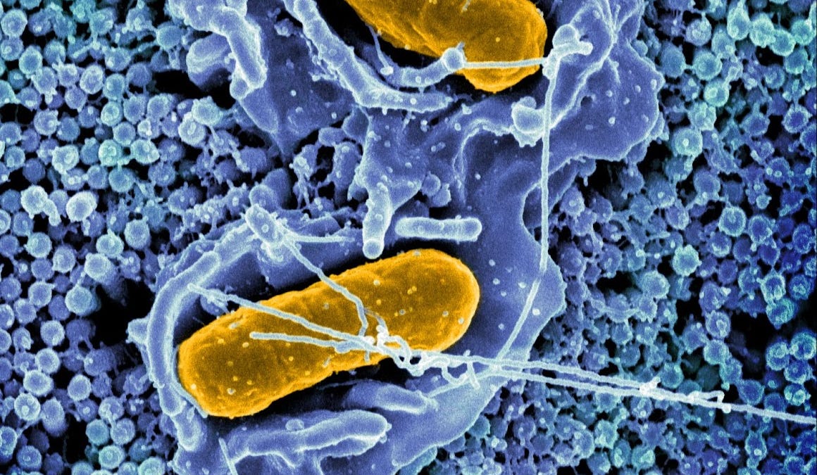 A Visual Journey through Bacterial Morphology: Understanding Microbial ...