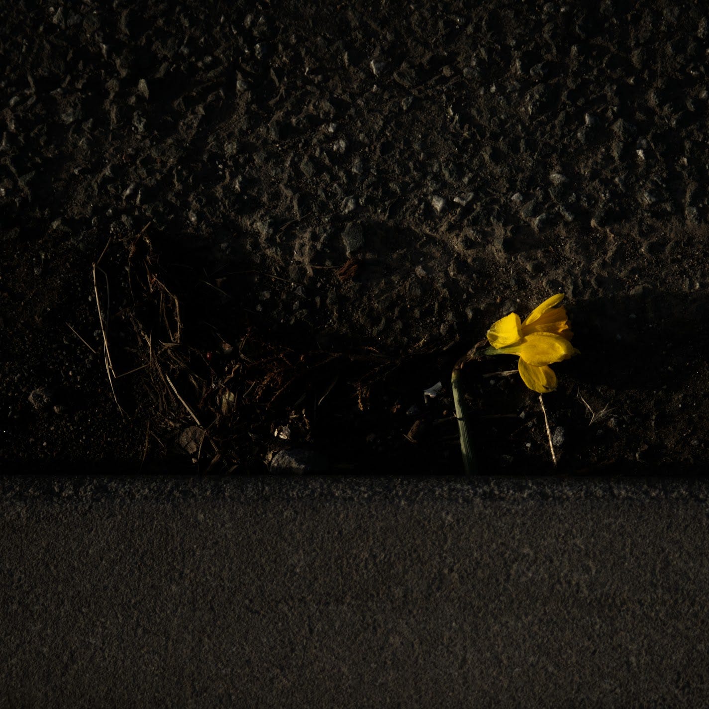 Cennin Pedr: the roots and reach of the wild daffodil