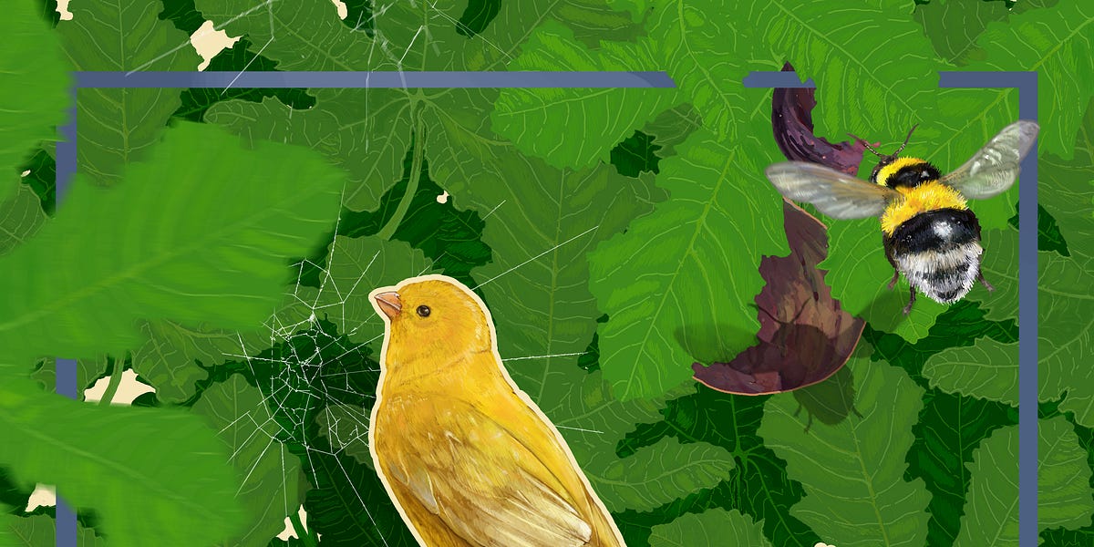 The Fig Tree - Coal Mining Issue 2 - by Tim Fellows