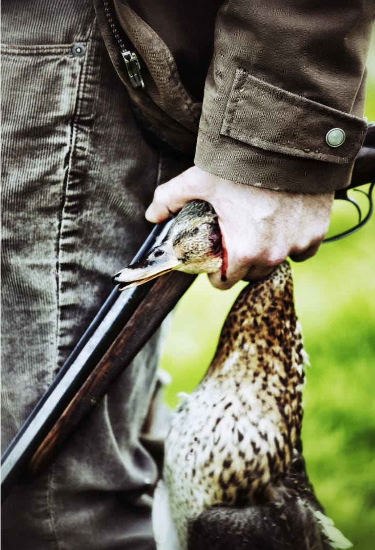 Dead ducks and geese: Lindisfarne, NE, and BASC