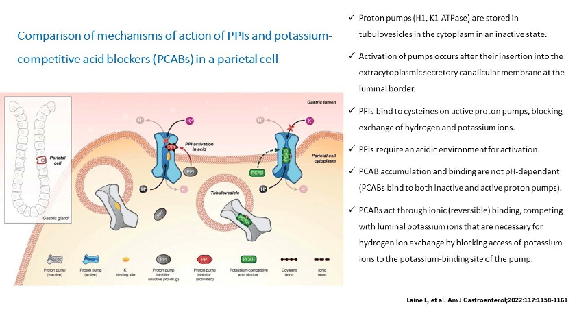 Mechanism of action of PCABs (Potasium-Competitive Acid Blockers)