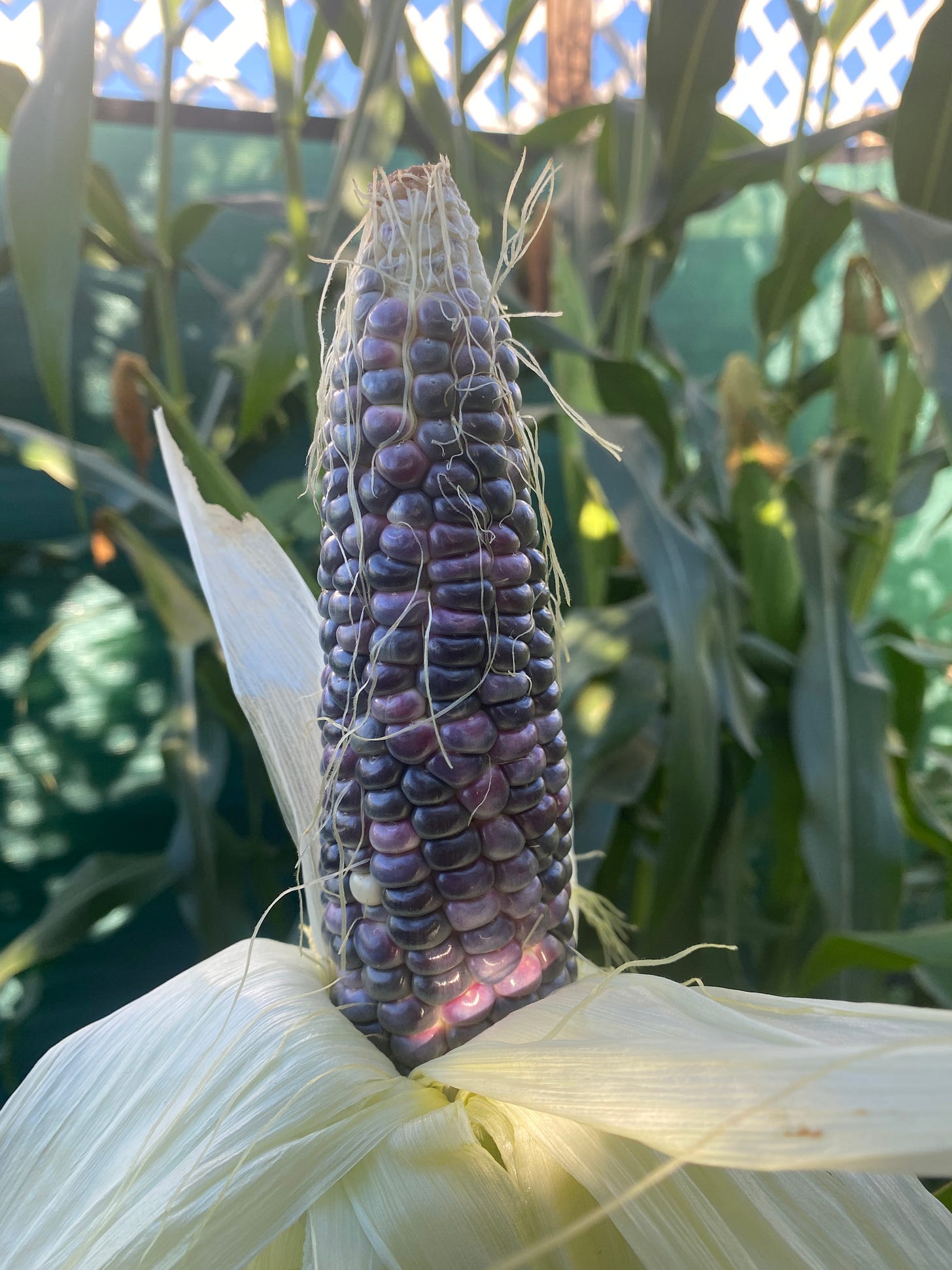 How I'm Growing Blue Corn - by Mina Nada - Source of Flavor