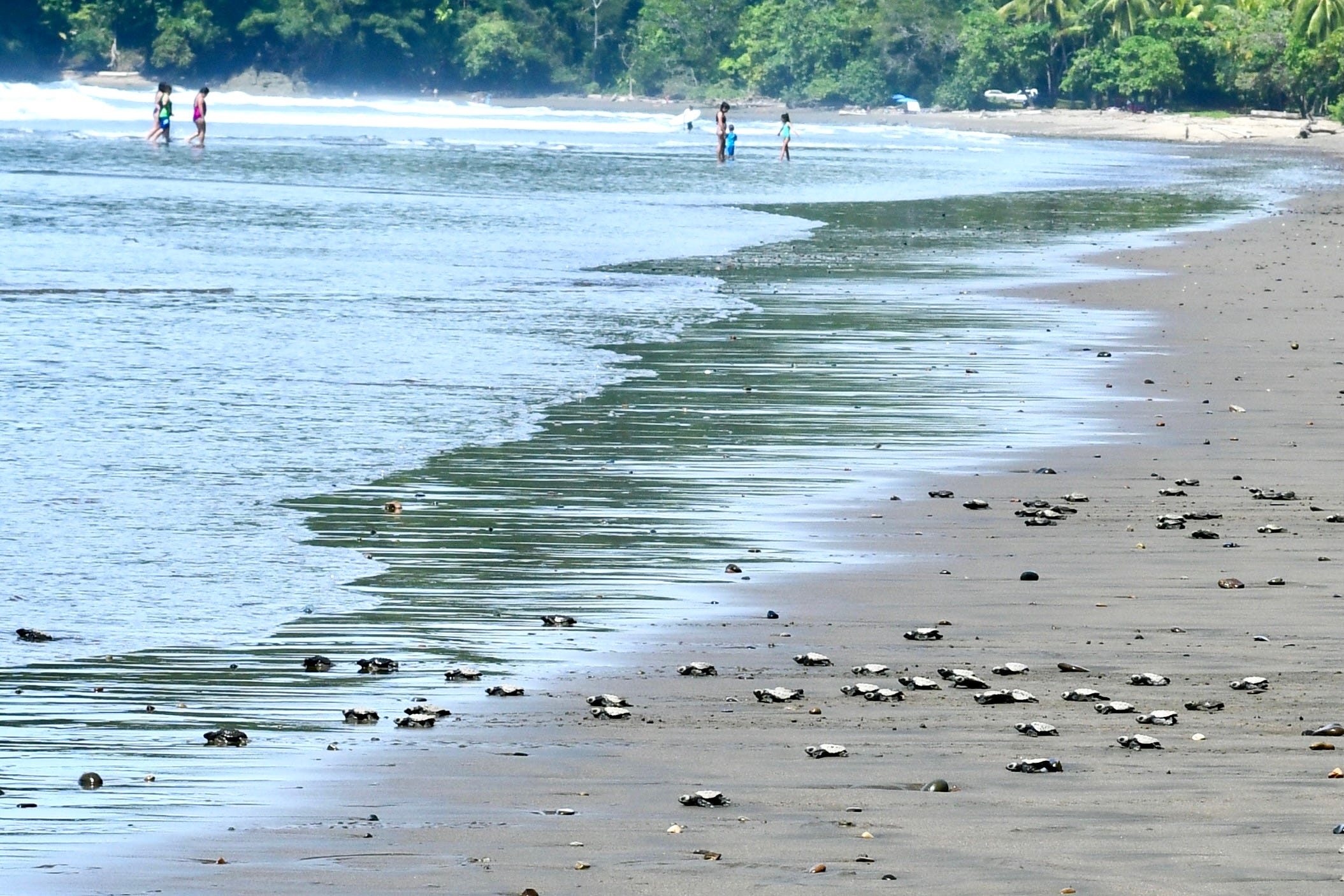 Baby sea turtle release in Costa Rica - by Marlo Leaman