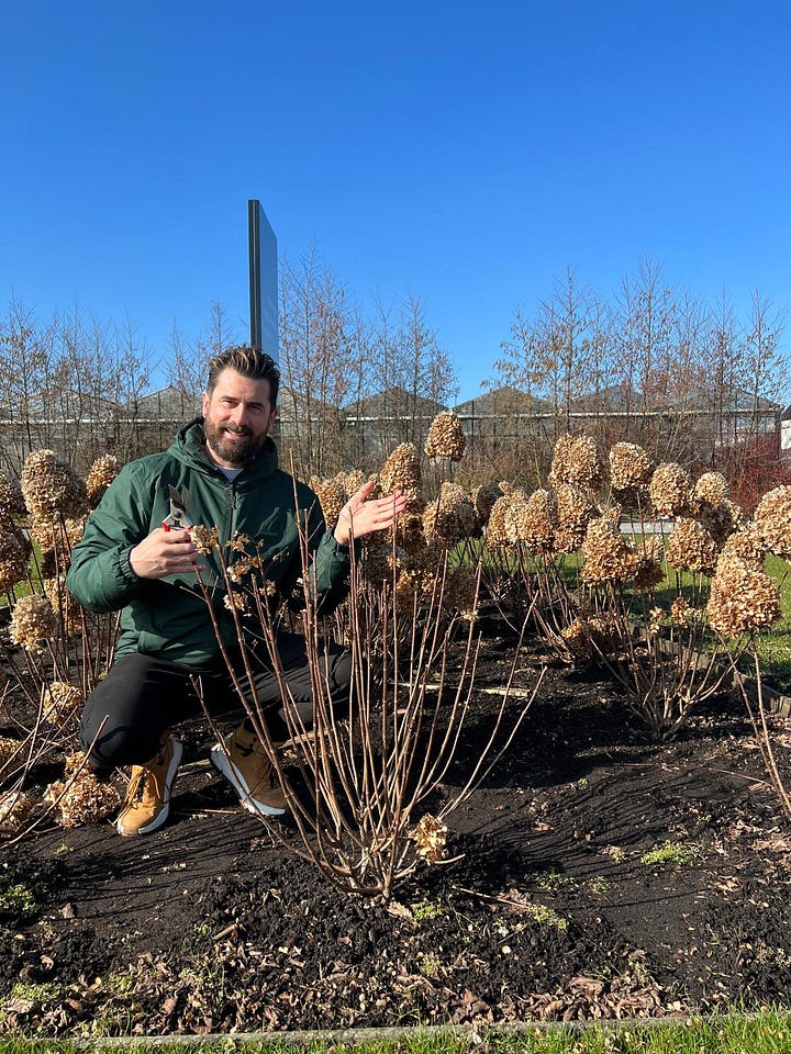 hydrangea paniculata pruning