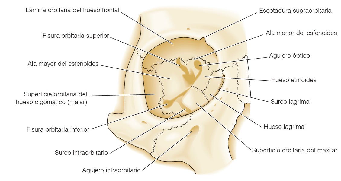 Anatomía del ojo en Oftalmología - by Harold Ferraz
