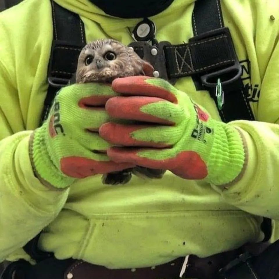 The Tiny Owl Who Came To Visit The Big Apple Is ‘A Christmas Miracle’