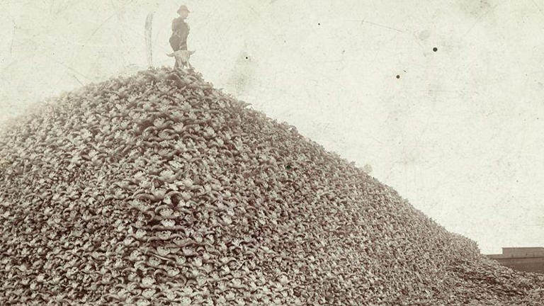 The Dark History Behind the 'Mountain of Bison Skulls': A Critical Analysis