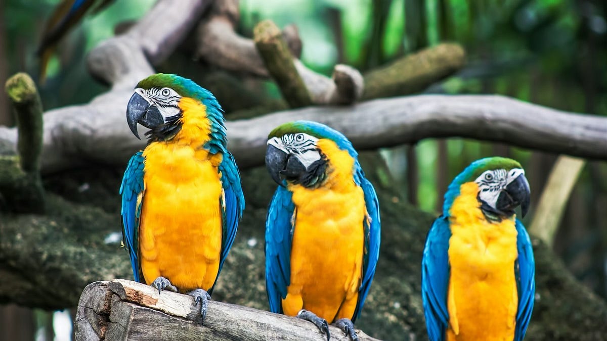 Comments - Enjoy the Ride - by Alex Baia - Comedy Bizarre