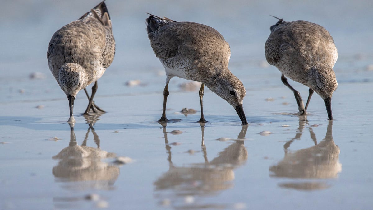 Shorebirds 101 - Birding University